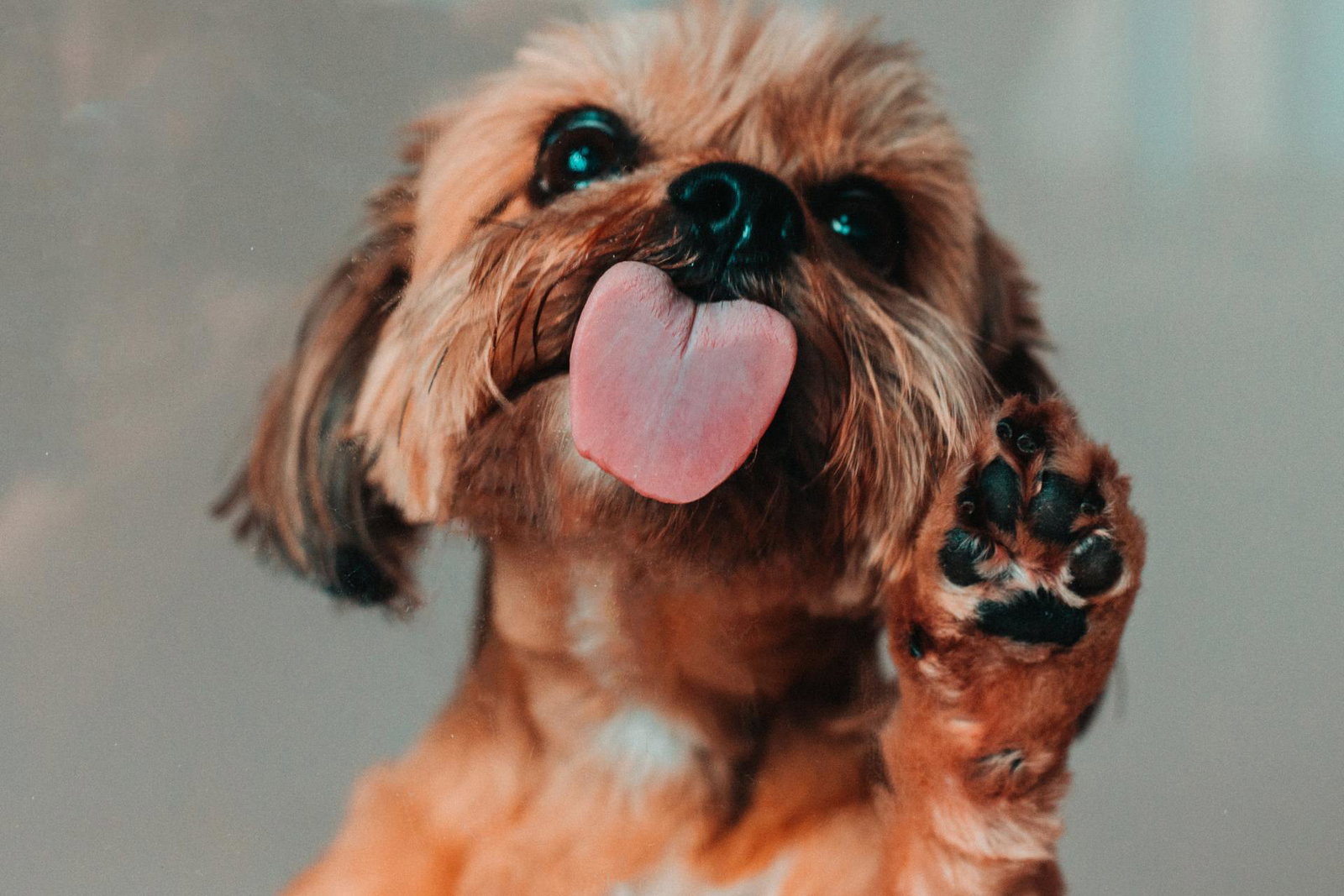 Why Do Dogs Lick You? 12 Super Cute Reasons – InspireMore